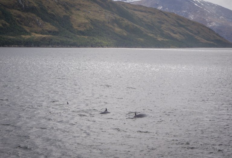Expedition Antarktis: Garibaldi Fjord & Garibaldi Gletscher in Chile