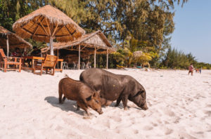 Koh Samui Sehenswürdigkeiten: 20 Tipps für die schönsten Orte